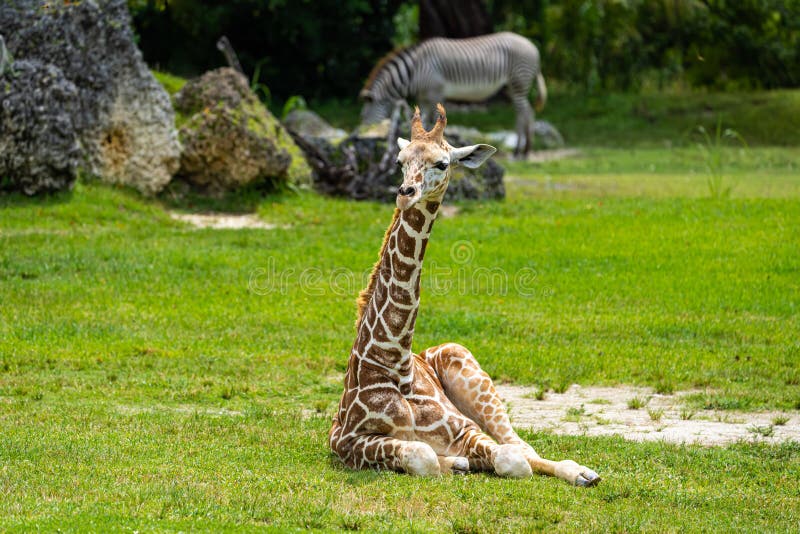 Giraffe restig at the zoo stock image. Image of body - 234730705
