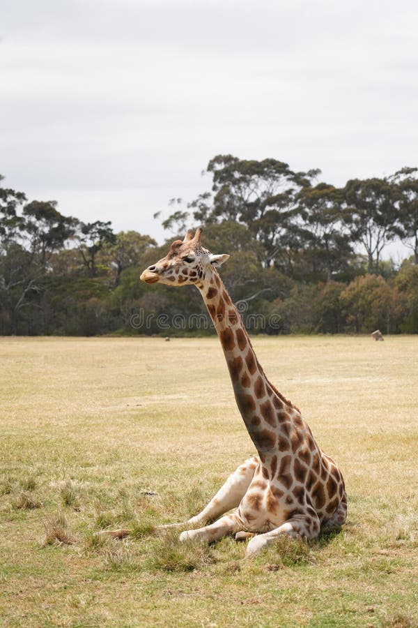 Giraffe Resting in a Green Grass Field Stock Image - Image of large ...