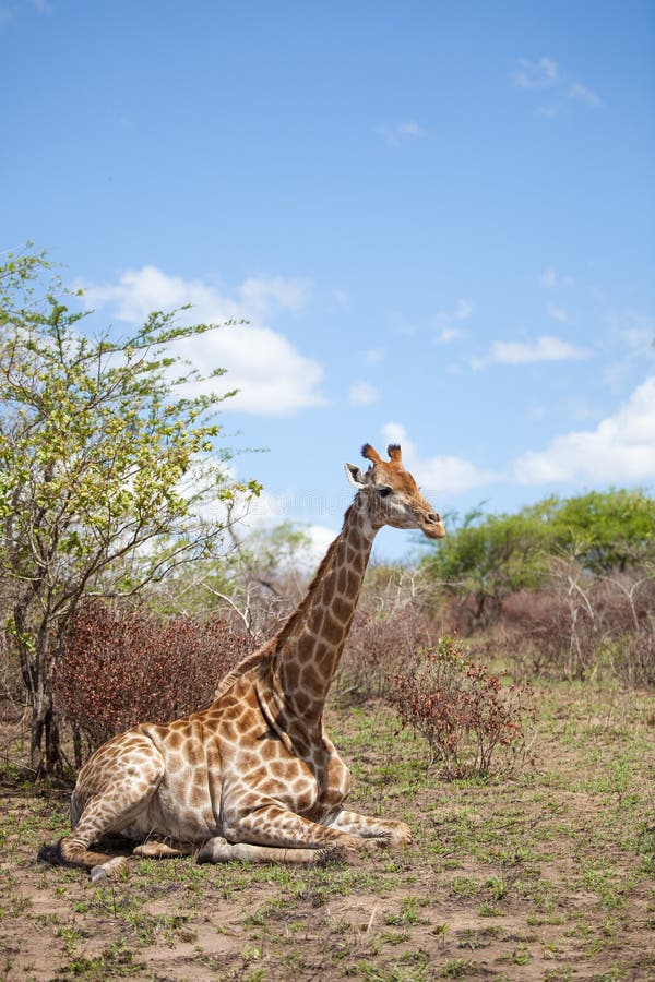 Giraffe resting on ground stock image. Image of lying - 105954639