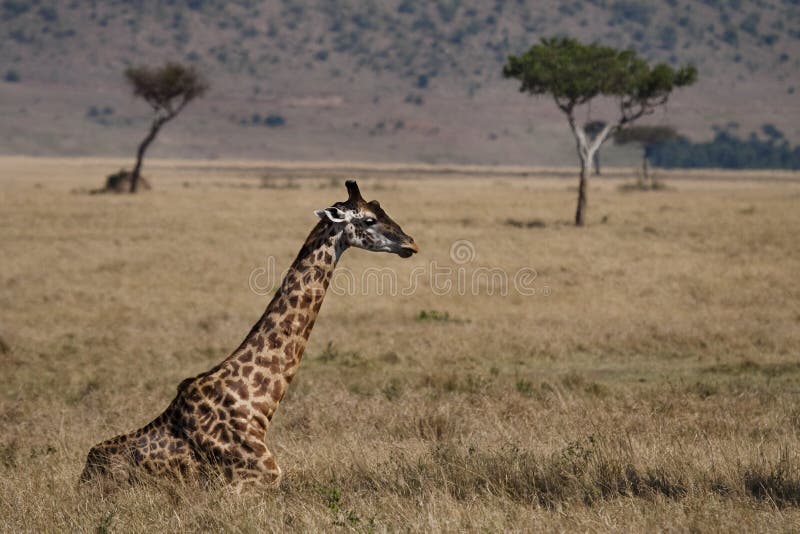 Giraffe Resting Its Long Legs, Masai Mara Stock Image - Image of ...