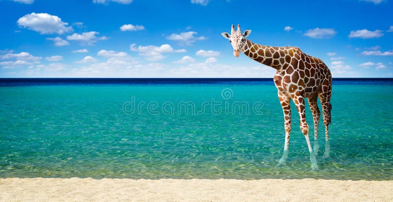 536 Giraffe Beach Stock Photos - Free & Royalty-Free Stock Photos from ...