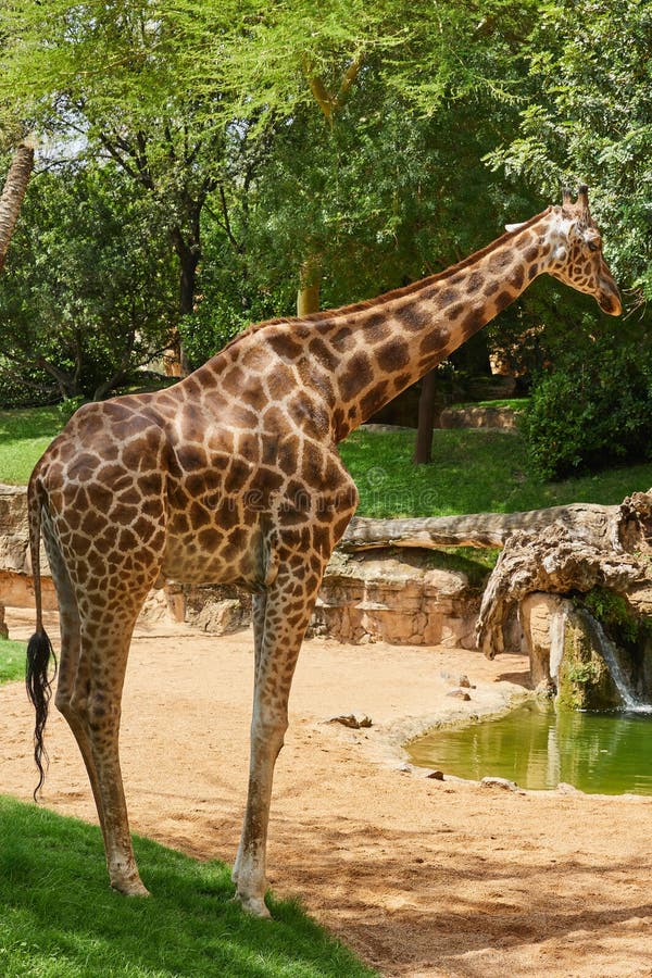 A Giraffe is Resting in the Shade of Trees Stock Image - Image of ...