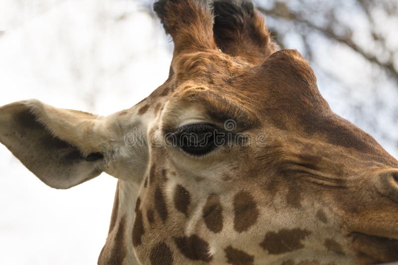 Giraffe resting in a zoo stock image. Image of wild - 144265045