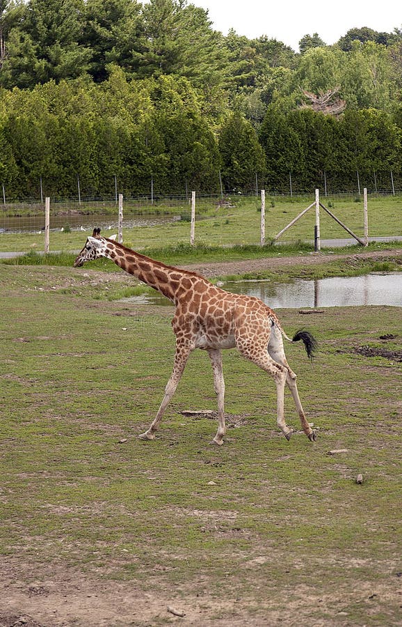 Giraffe Running Stock Photos - Download 506 Royalty Free Photos
