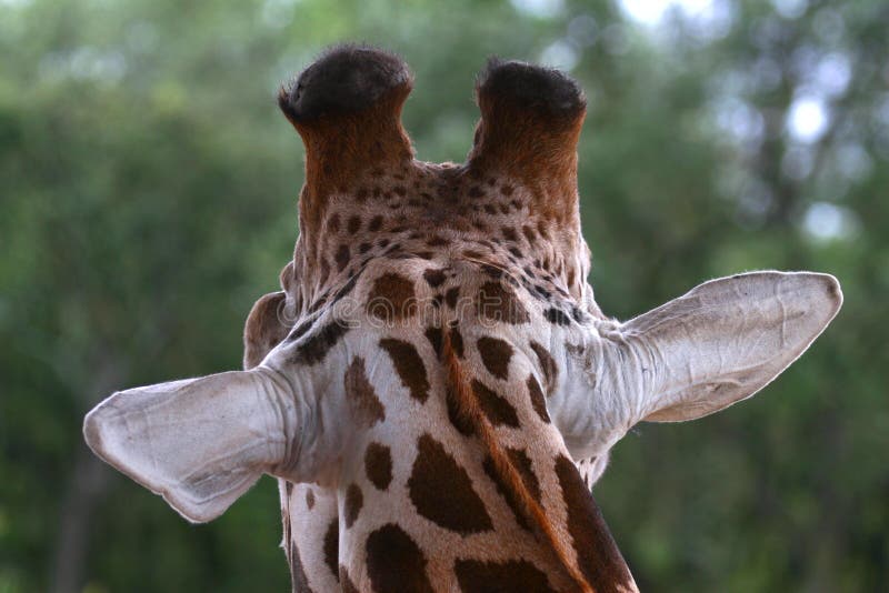 Giraffe s back head stock image. Image of fauna, wild - 2954929