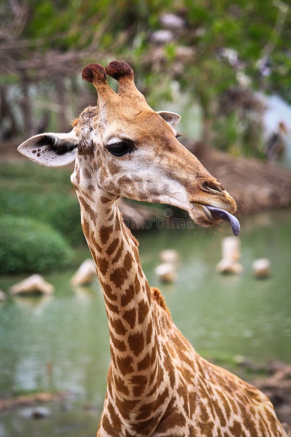 Giraffe s head stock photo. Image of elegant, african - 38338458