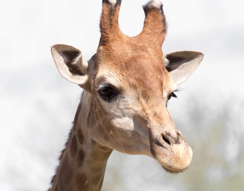 Giraffe`s head stock photo. Image of mammal, head, safari - 102577452