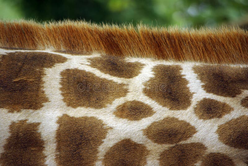 Giraffe s Neck stock photo. Image of face, girafa, detailed - 3035738