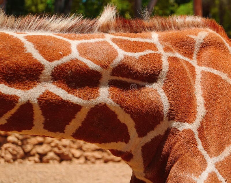 Giraffe S Neck Close Up Texture. Beautiful Pattern Stock Image - Image ...