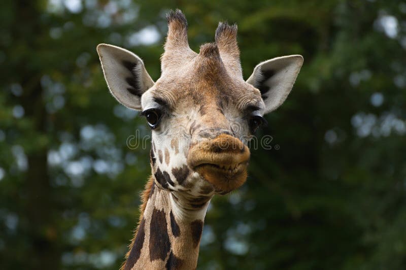 Giraffe smile stock image. Image of africa, wildlife - 25592899
