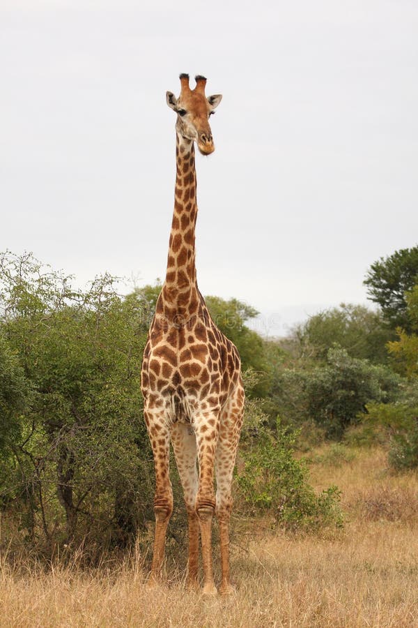 Giraffe on sand dune stock image. Image of cloudy, solitary - 13610313