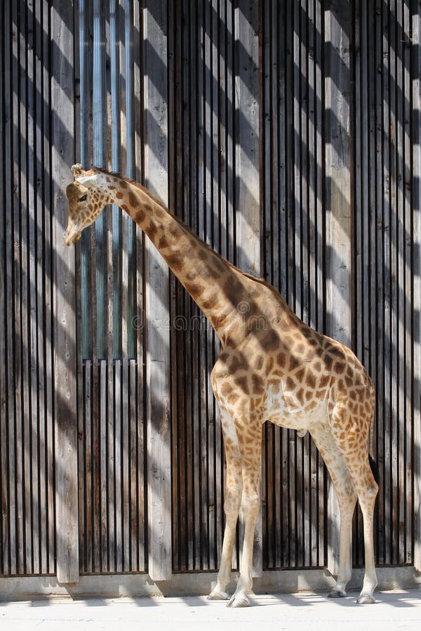 211 Sad Giraffe Stock Photos - Free & Royalty-Free Stock Photos from ...