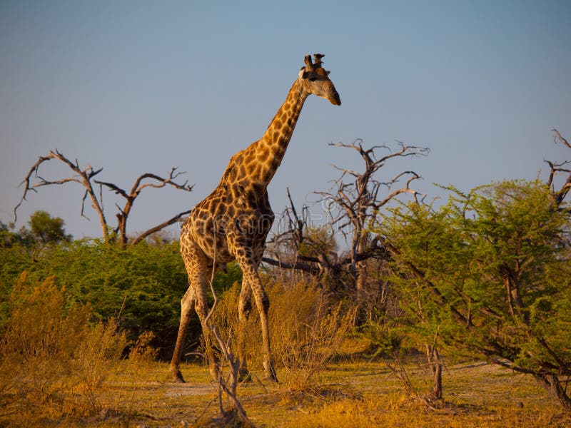 Giraffe in plain savanna stock image. Image of habitat - 10211769