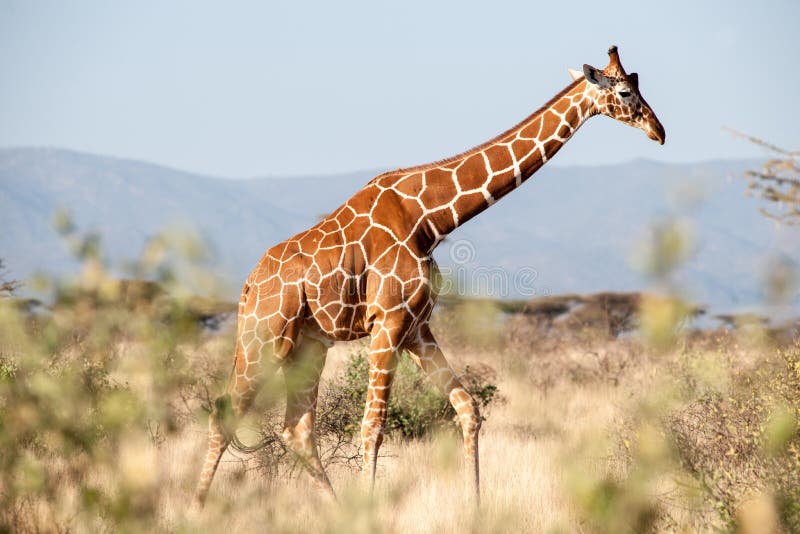 A red Road stock image. Image of vacation, track, grass - 23200321