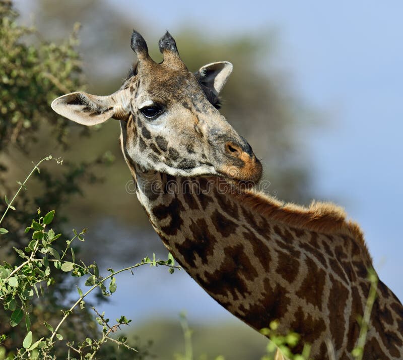 Giraffe stock photo. Image of dangerous, amboseli, animals - 61637772