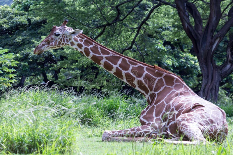 Reclining Giraffe stock image. Image of relaxing, resting - 27279481