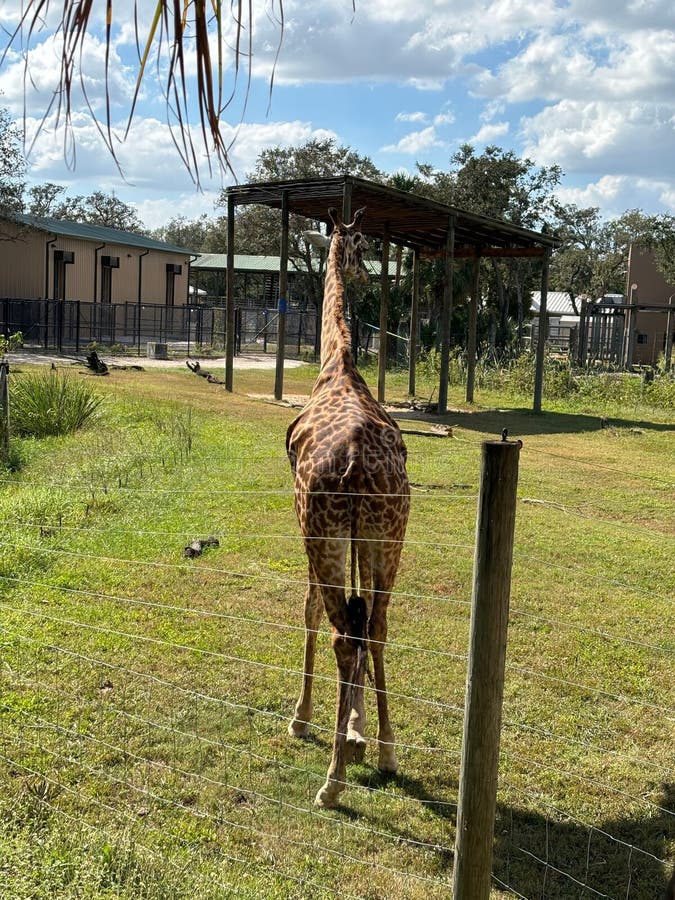 Giraffe seen from behind stock image. Image of wild - 356282945