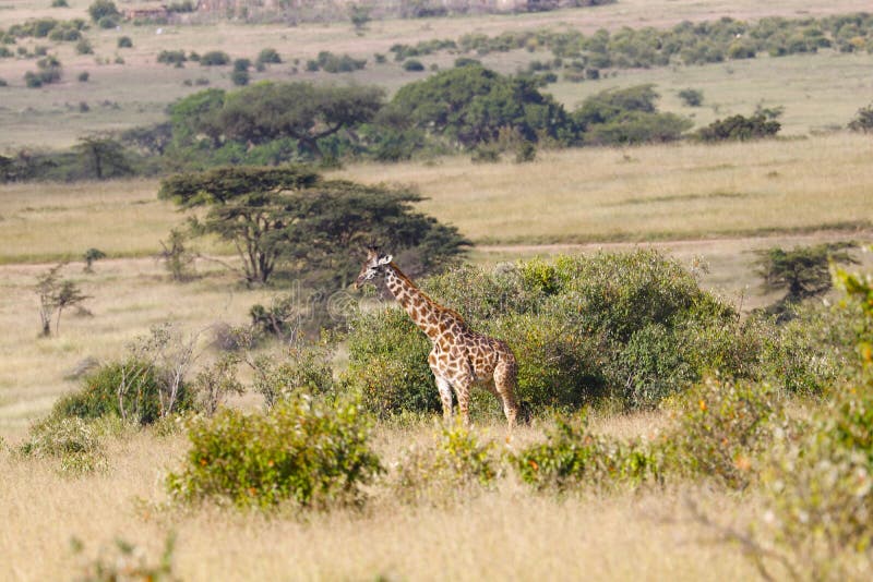 Giraffe Seen in the Distance Alone Surrounded by Greenery and Plants ...