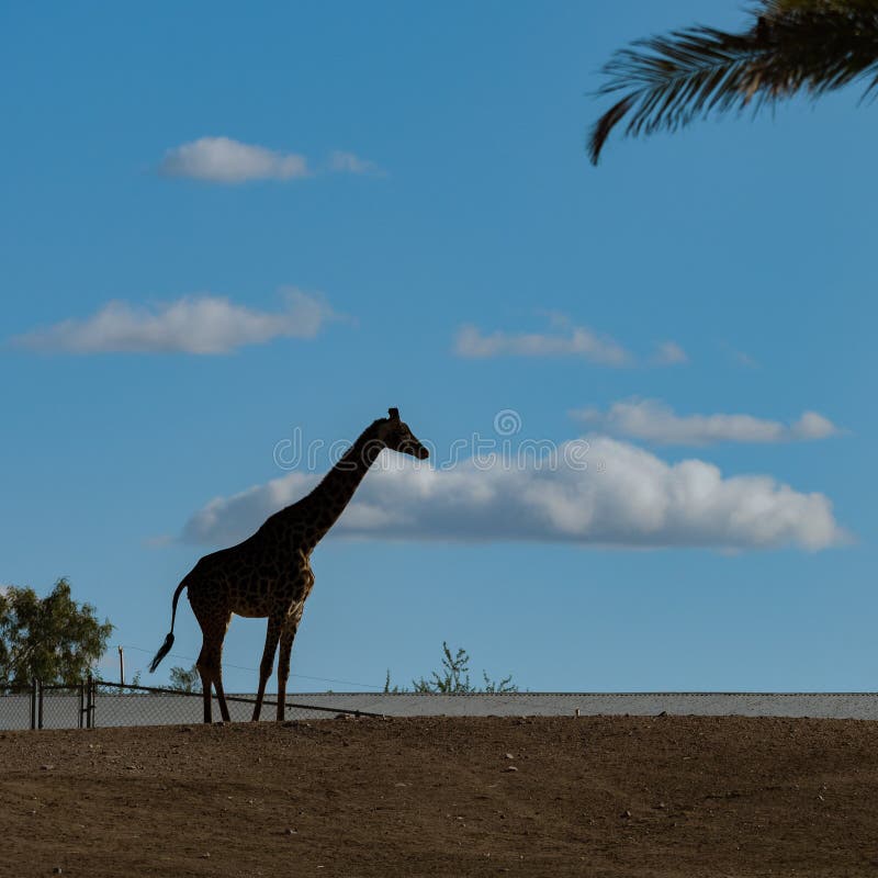 740 Giraffe Shadow Stock Photos - Free & Royalty-Free Stock Photos from ...