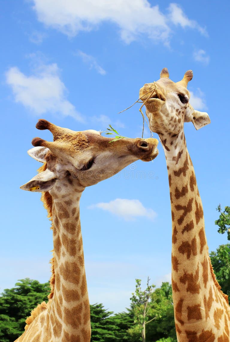 113 Giraffe Hug Stock Photos - Free & Royalty-Free Stock Photos from ...