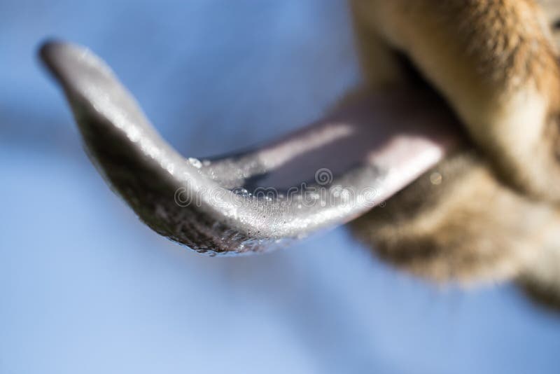 Giraffe Saliva Stock Photos - Free & Royalty-Free Stock Photos from ...