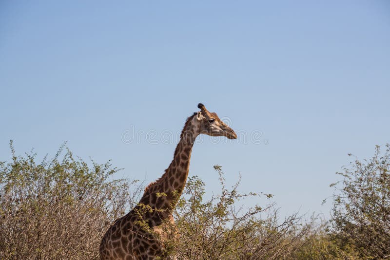 Giraffe Side View stock image. Image of tall, horns, giraffe - 706481