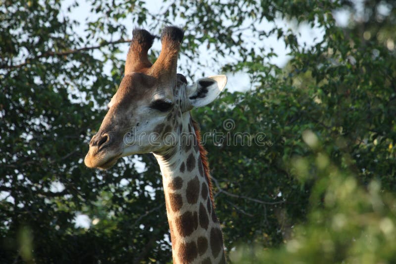 Giraffe Side Eying while Eating Stock Image - Image of legs, grass ...