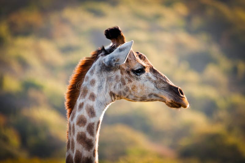Giraffe from the side stock photo. Image of animal, safari - 62188522