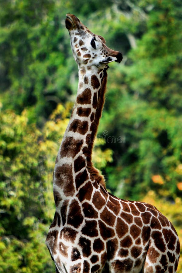 Giraffe side profile stock photo. Image of portrait - 128311762