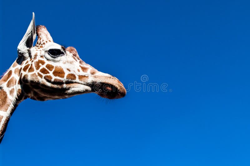 Giraffe - side profile stock photo. Image of reserve - 51889262