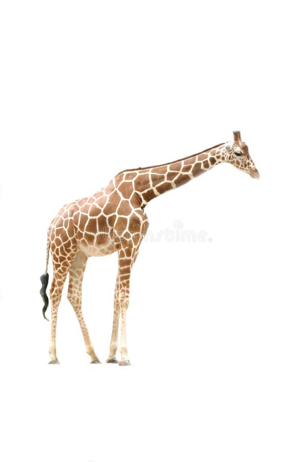 Giraffe Side View stock image. Image of tall, horns, giraffe - 706481