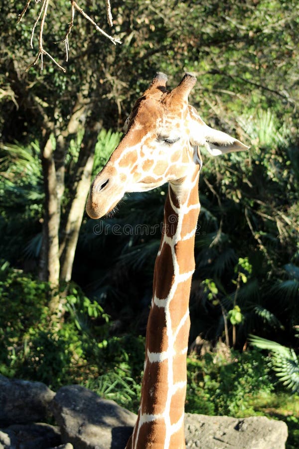 Giraffe Side View stock photo. Image of africa, eats - 121303224