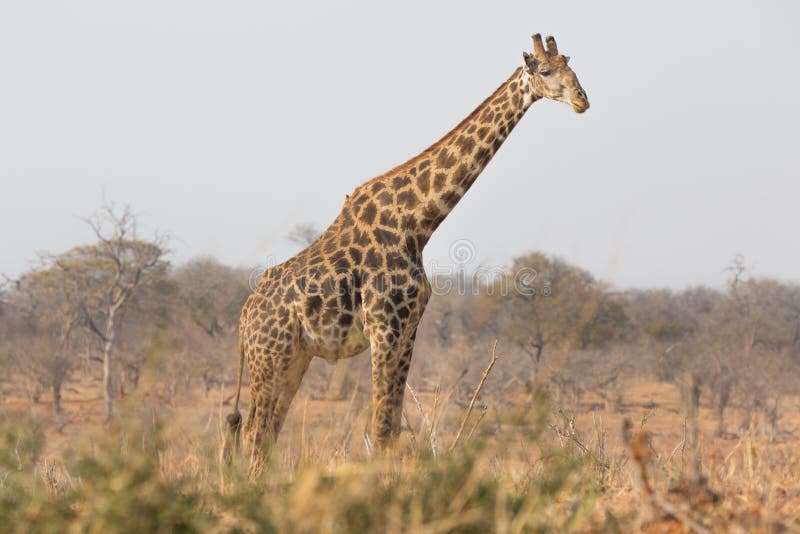 986 Giraffe Side View Stock Photos - Free & Royalty-Free Stock Photos ...