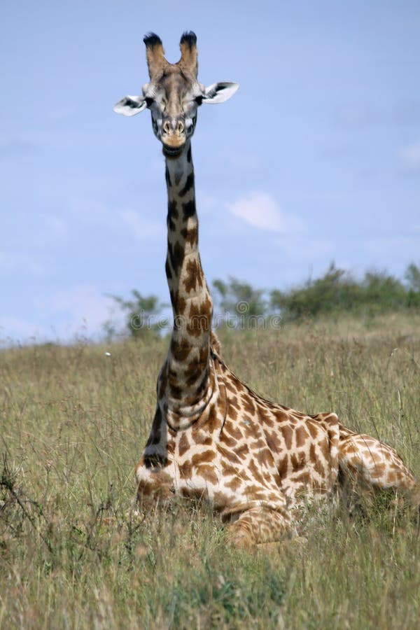 1,103 Sitting Giraffe Stock Photos - Free & Royalty-Free Stock Photos ...