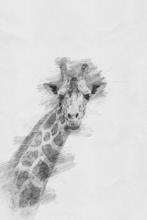 Giraffe Pencil Drawing with Paper Texture Stock Illustration ...