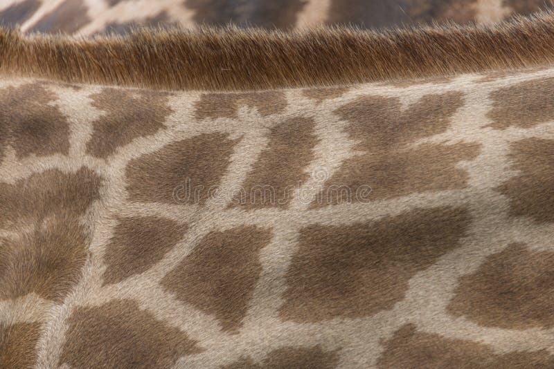 Giraffe Skin Texture with Palette Color Swatches Stock Photo - Image of ...