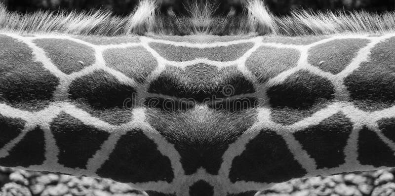 Giraffe Skin Pattern. the Texture of Giraffe Fur. Close Up. Symmetrical ...