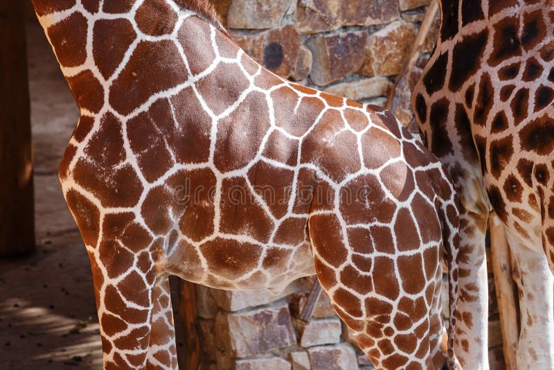 Giraffe Skin Texture stock image. Image of animal, print - 35814295