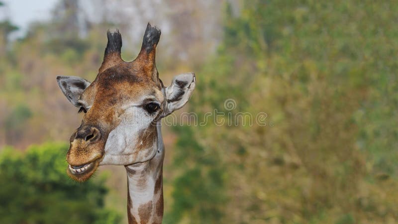 Giraffe Smiling Face on Clear Background with Plenty of Copy Spa Stock ...