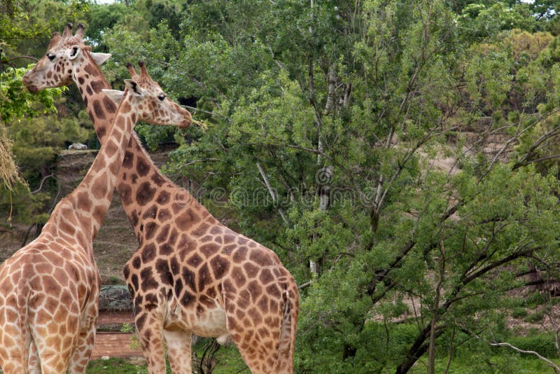 Giraffe Hug Stock Photos - Free & Royalty-Free Stock Photos from Dreamstime