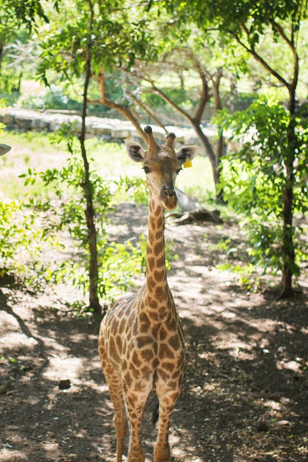 Giraffe South Africa in the Wild. Spotted Animals. Stock Image - Image ...