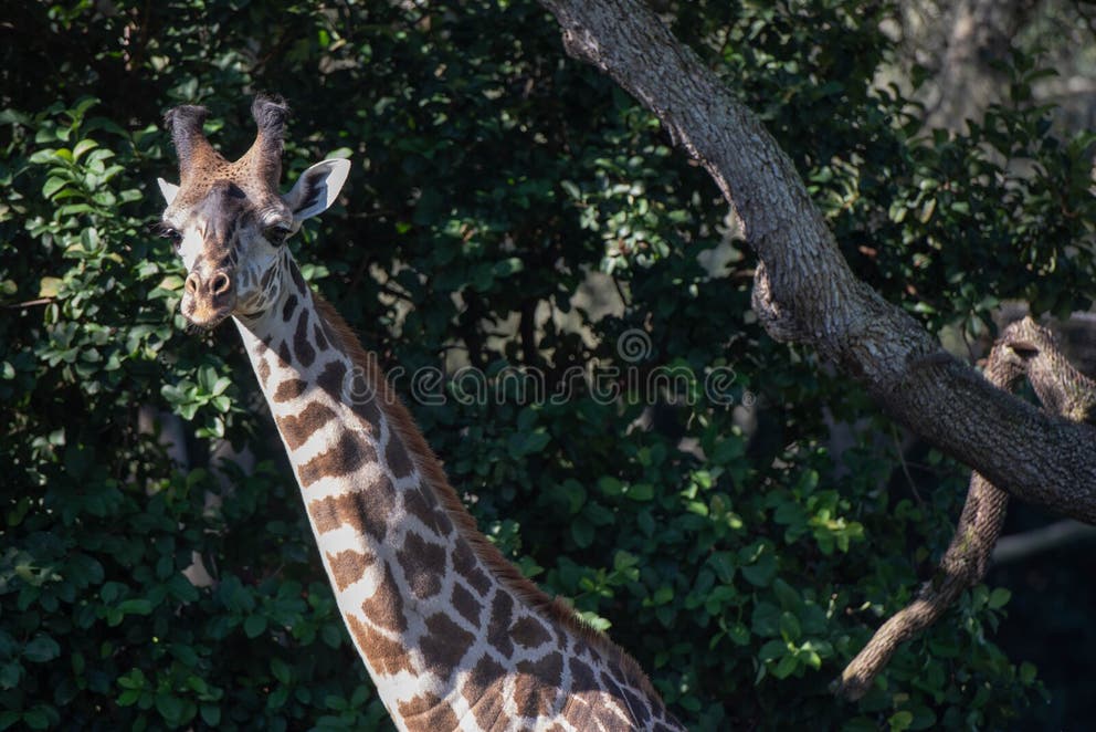 Giraffe in the spotlight stock image. Image of nature - 132361341