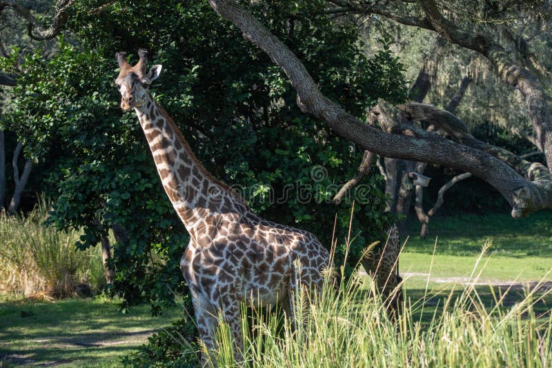Giraffe in the Spotlight among Trees Stock Photo - Image of orange ...
