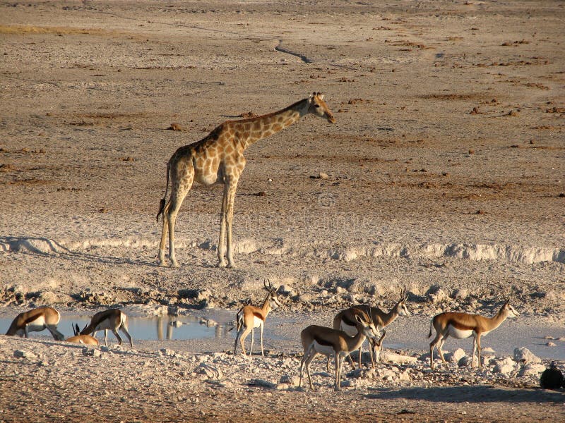 Giraffe and Springbok at Pool Stock Image - Image of drought, namibia ...