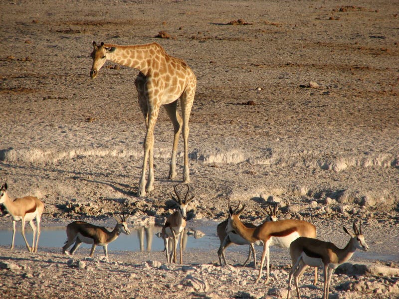 Giraffe and Springbok at Pool Stock Photo - Image of drought, etosha ...