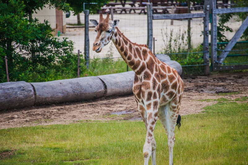 The Giraffe Stand on the Grass Stock Image - Image of mammal, masai ...