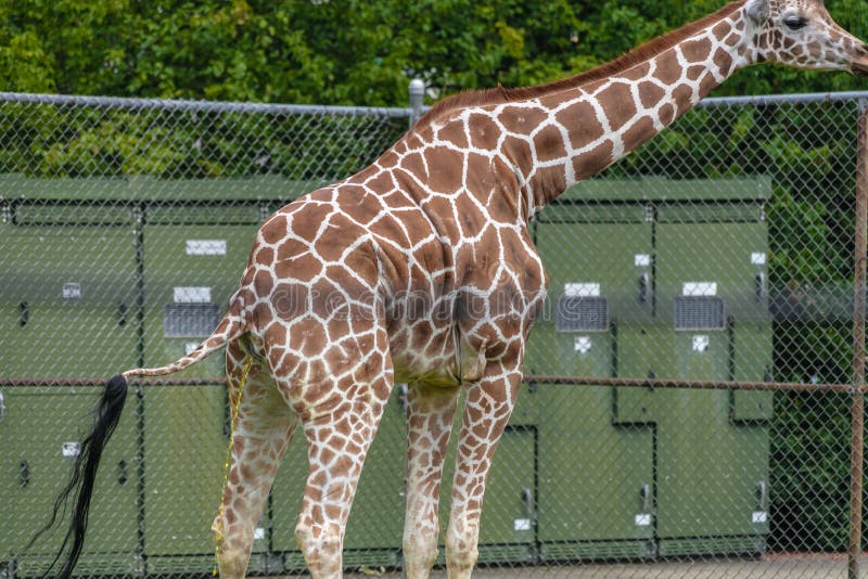 Giraffe Standing on a Field Surrounded by Greenery and Metallic Fences ...