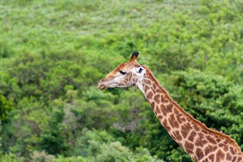 Giraffe Standing in Front of Dense Trees Stock Photo - Image of nature ...