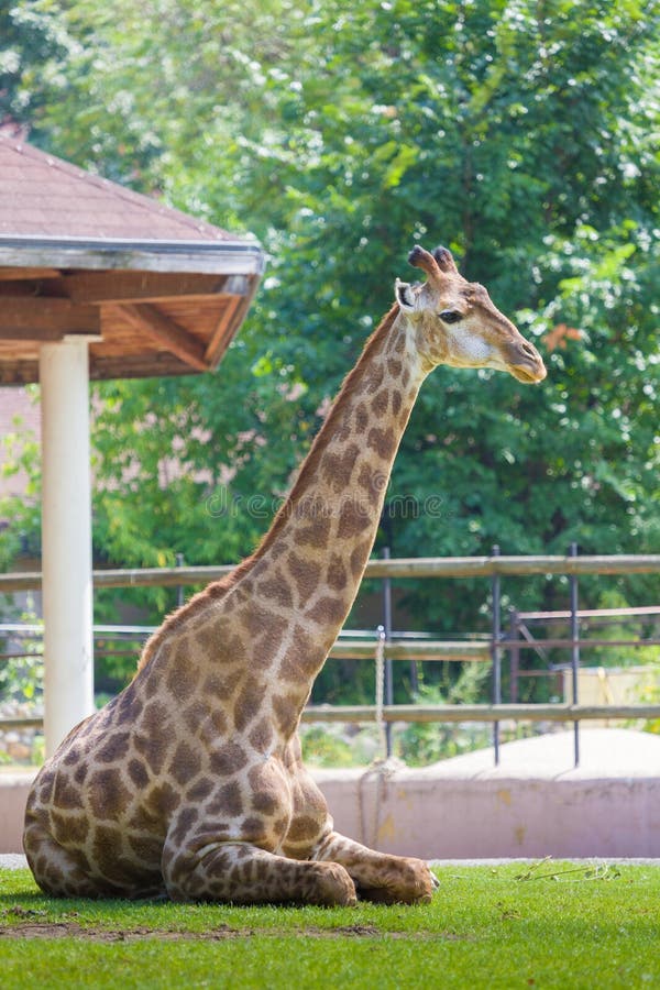 Giraffe stock image. Image of meadow, calf, giraffe, spring - 51027497