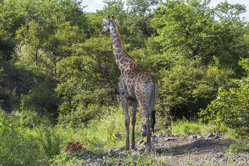 A Giraffe Inside A Zoo Enclosure Stock Image - Image of mammal, africa ...